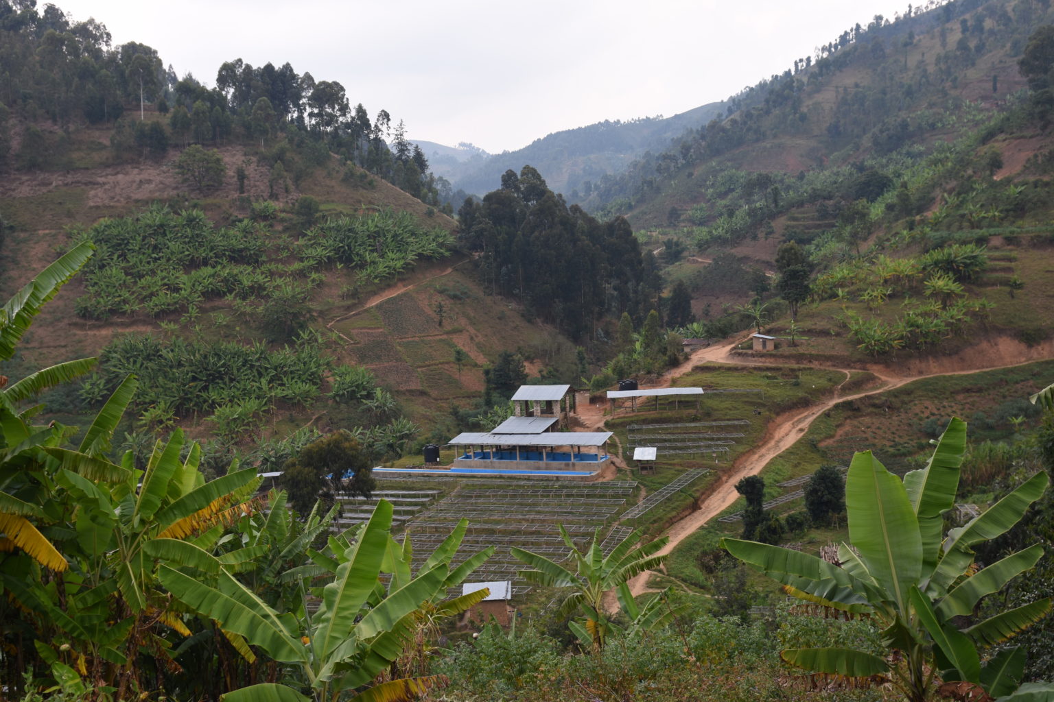 nyamasheke | Red Fox Coffee Merchants